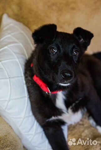 Щенок Адель в добрые руки