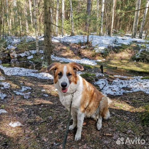 Собака для семьи в дар