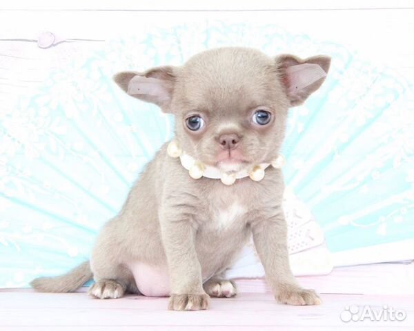 Лиловая леди