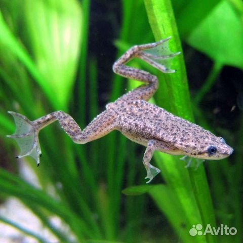 Лягушка карликовая (гименохирус)