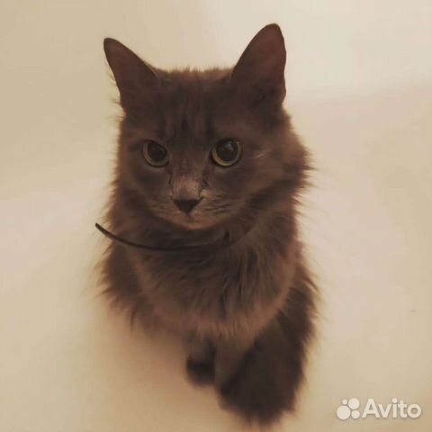 Кошечка нибелунг