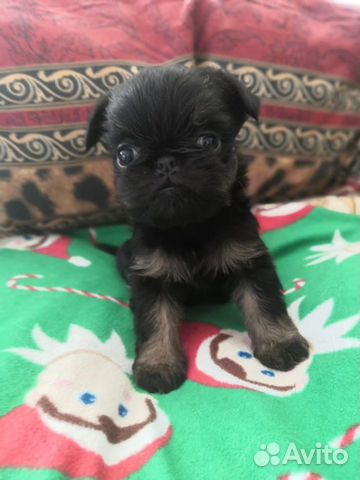 Бельгийский гриффон