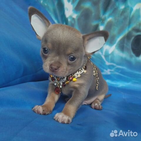 Малыш чихуа лиловый с подпалом