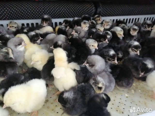 Цыплята петушки