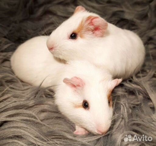 Морские свинки