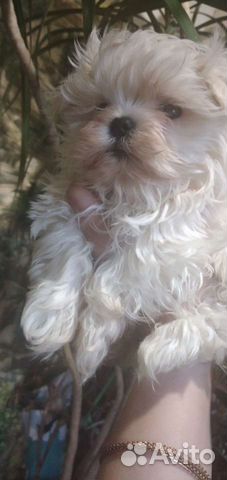 Девочка мальта