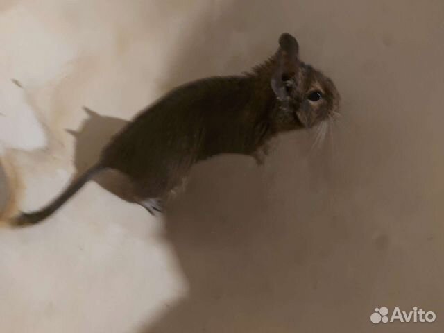 Чилийская белка дегу