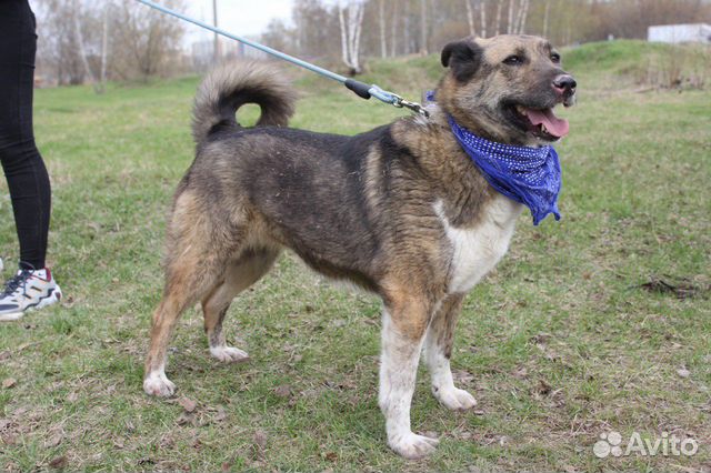 Ласковая Даша в добрую семью -любит детей