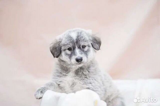 Малыш Шон в добрые руки