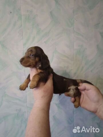 Такса г/ш мини/кроличья