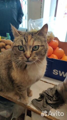 Кошечка в добрые руки