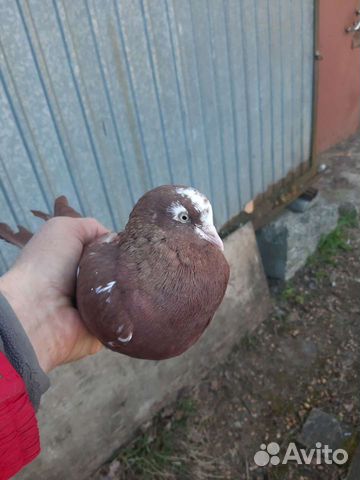 Продажа голубь чили