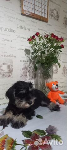 Цвергшнауцер щенки