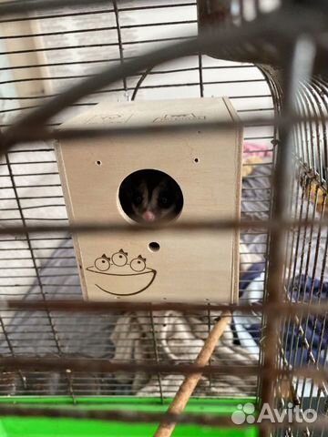 Белка летяга (сахарный опоссум)