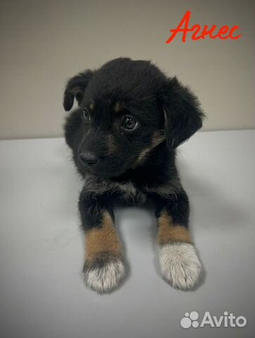 Крошка щенок в добрые руки