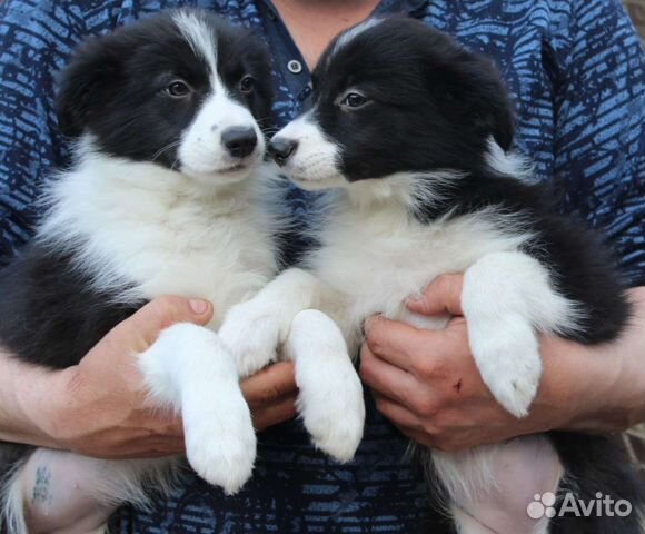 Бордер колли щенки