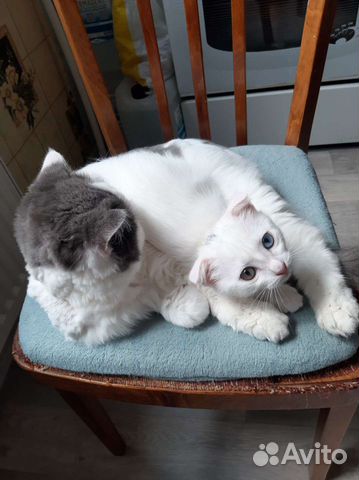 Кошки в добрые руки