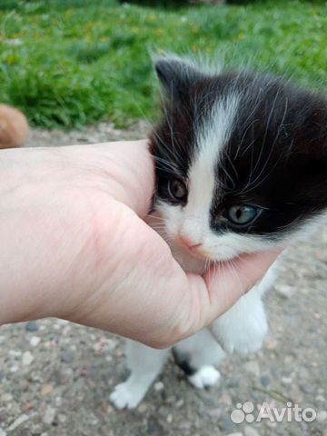 Кошечка