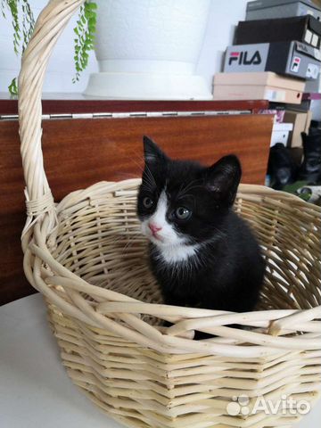 Котята шотландцы