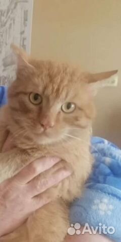 Молодой котик Васенька