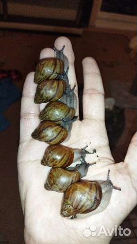 Ахатина ахатина тигр стандарт