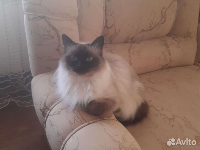 Кошка в дар