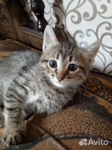 Кошка и котята в дар