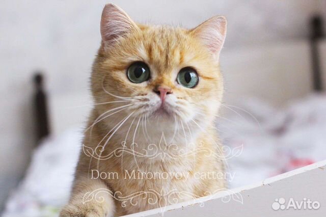 Красивая британочка в добрые руки