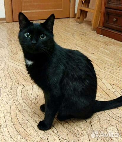 Котик Арсений очень надеется на чудо