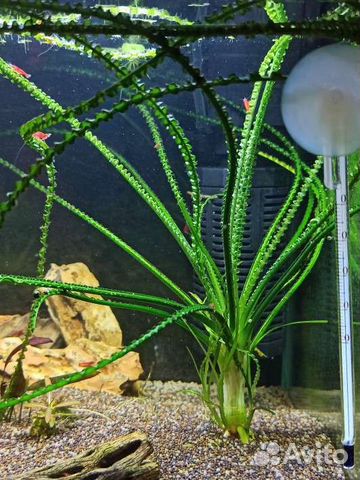 Кринум волнистый