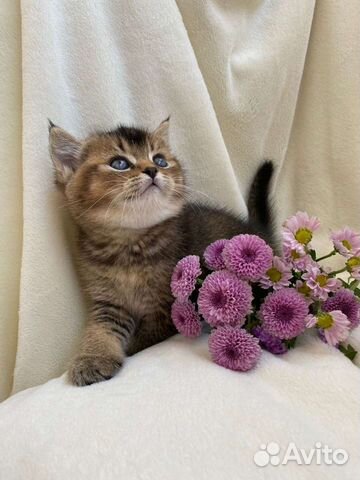 Шотландские котята