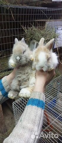 Декоративный кролик (крольчата)