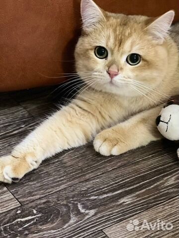 Британский кот ny12