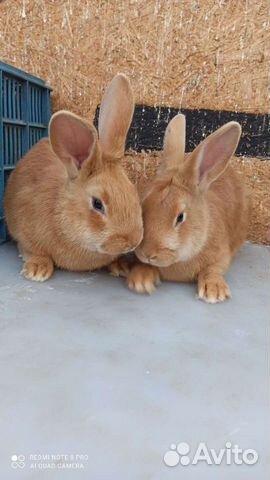 Кролики Бургундские