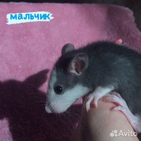 Декоративные крысята