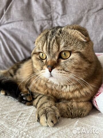 Шотландский кот вязка