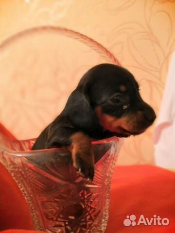 Щенки стандартной таксы