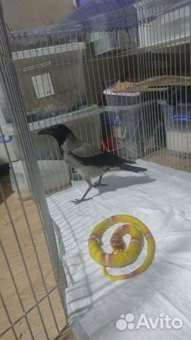 Серая ворона ищет хозяина