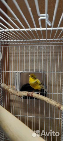 Кенарь. Самец. 3 года