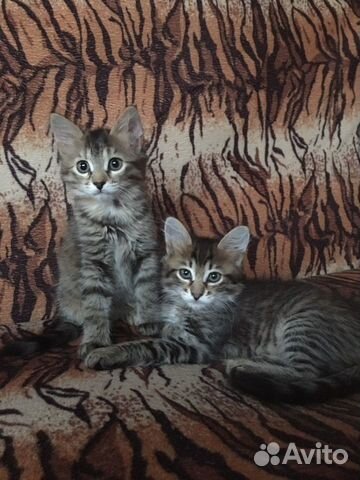 Сомалийская