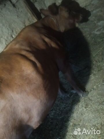 Телка стельная