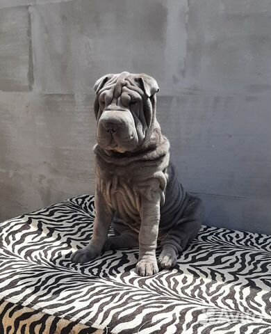 Чудо шарпей