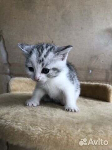 Продаются котята. 1 кот (рыженький) и 4 кошечки