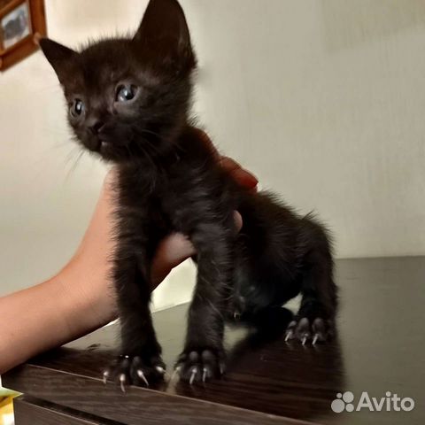 Кошарики-кошмарики