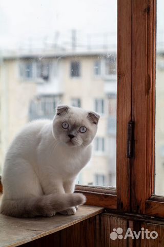 Котёнок шотландский вислоухий