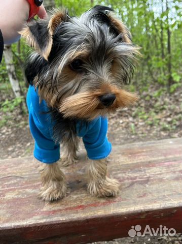 Йоркширский терьер