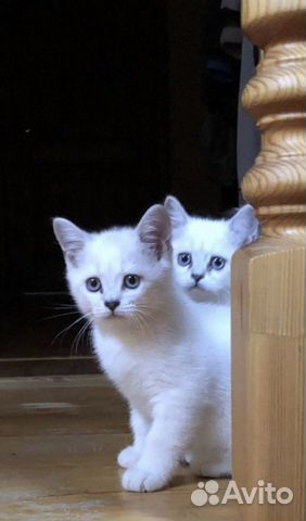 Британская серебристая шиншилла