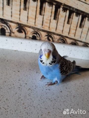 Птенцы попугай ввп чех