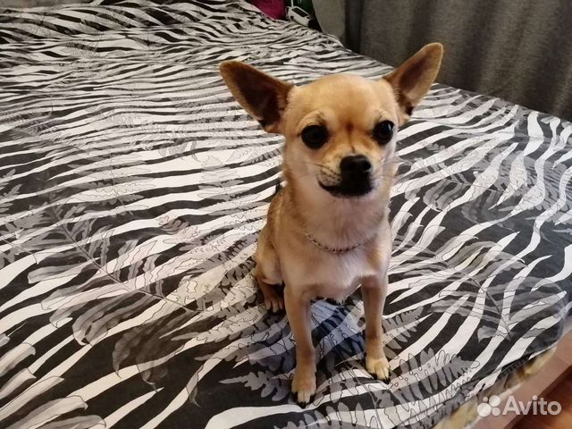 Чихуахуа для души