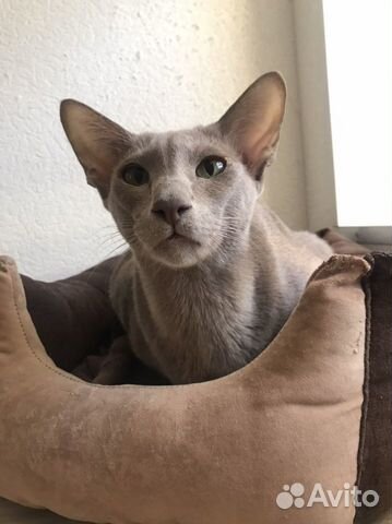 Кошка